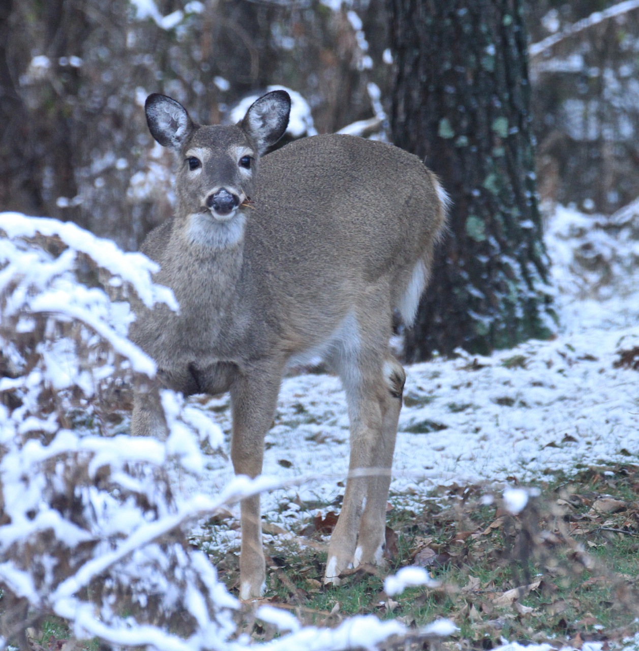 Julie Zickefoose on Blogspot: 2016