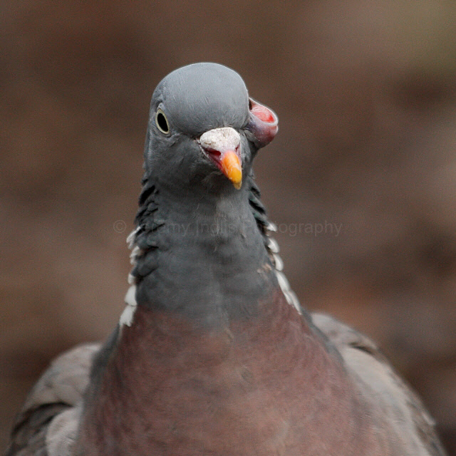 Jeremy Inglis Photography: Wood Pigeon with Damaged Eye