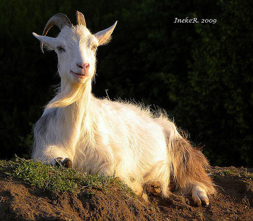 ezhan-artwork: Bila Haiwan Tersenyum Riang