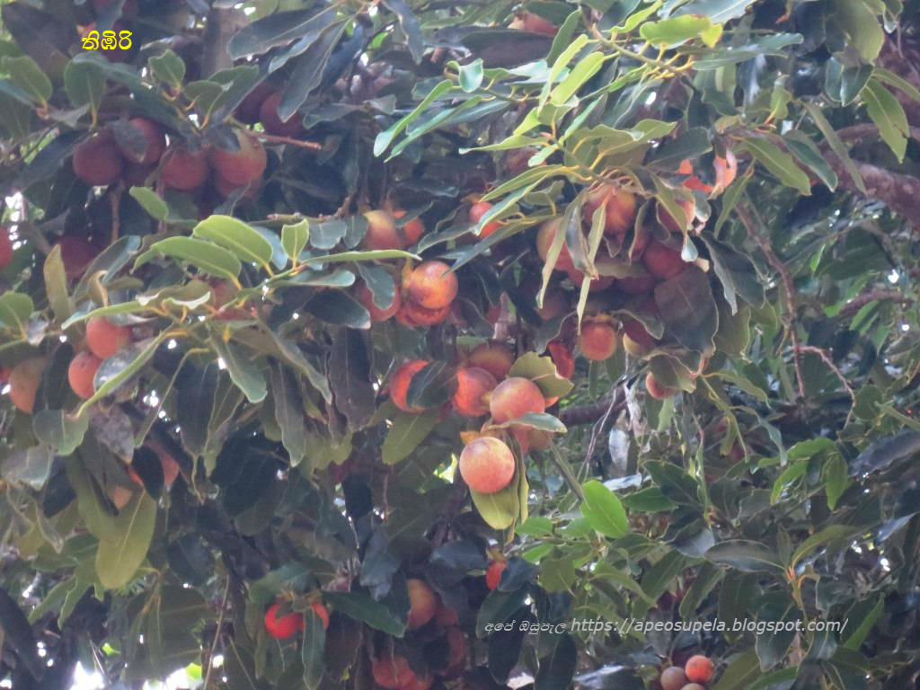 තිඹිරි [Tibiri] (Diospyros malabarica) ~ අපේ ඔසුපැළ Medicinal Plants of ...
