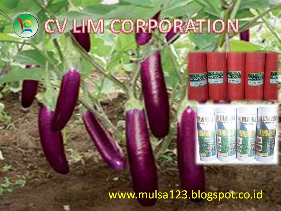 14 Tahap Cara Budidaya Terong Ungu