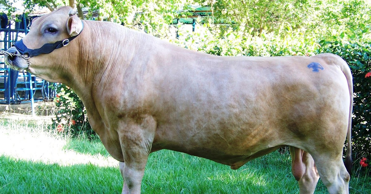 SÍNTESIS SOBRE LA FORMACIÓN DE LA RAZA CARORA Bos taurus DE VENEZUELA ...