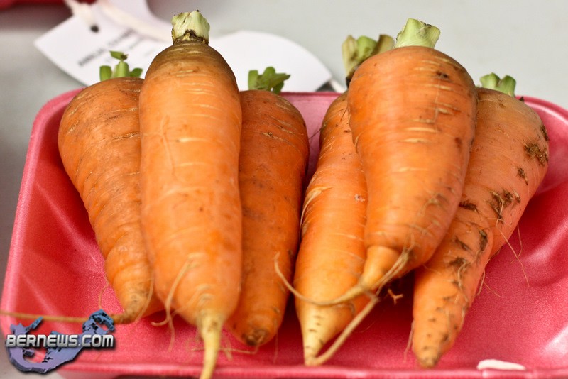 Long tails & Bermuda shorts