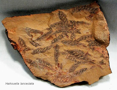 Biological Freak: 最早的脊椎動物化石—海口魚(Haikouella )及昆明魚(Myllokumingia) 10-21-2018