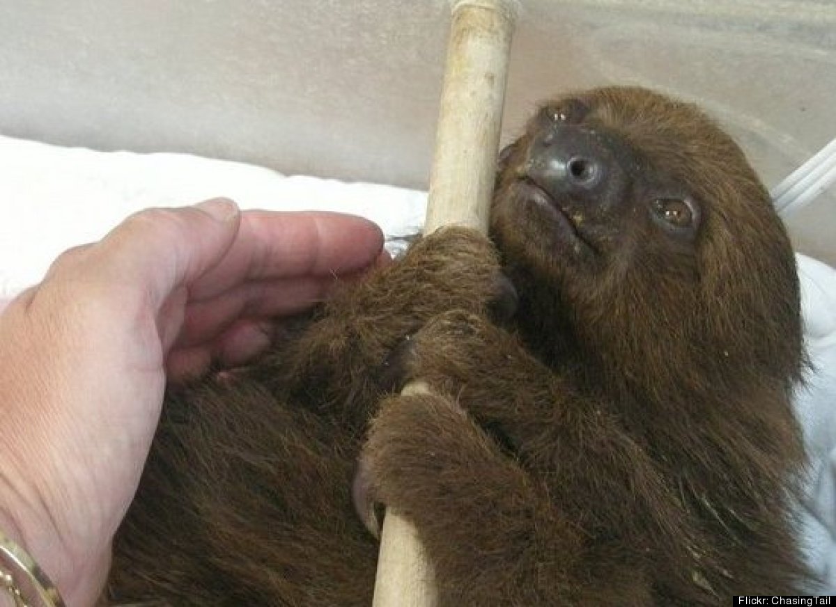 White Wolf : Cute Baby Sloths (Photos-Video)