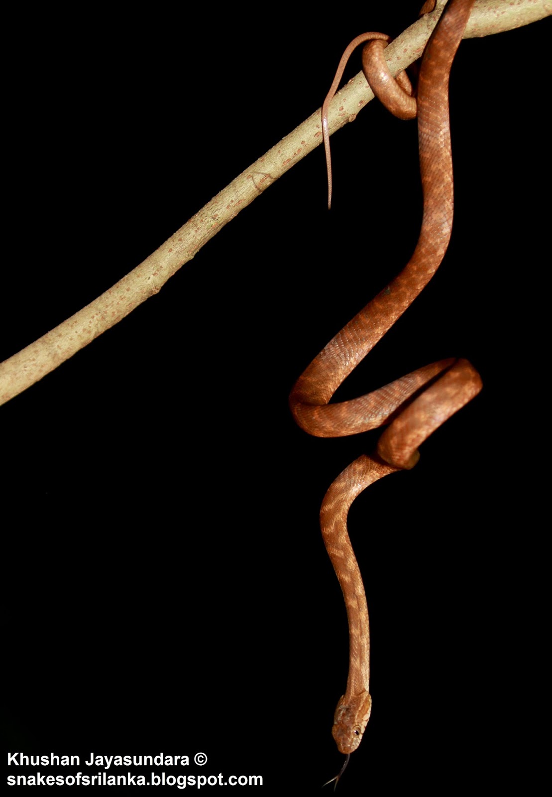 Forsten's Cat Snake/නාග මාපිලා/ලේ මාපිලා (Boiga forsteni-Schneider, 1799)