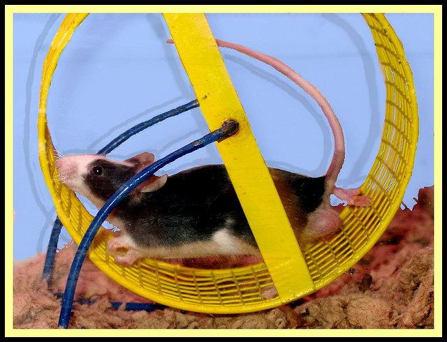 DR. REBECCA'S HEALTHY PLANET: Exercise and Cellular Metabolism