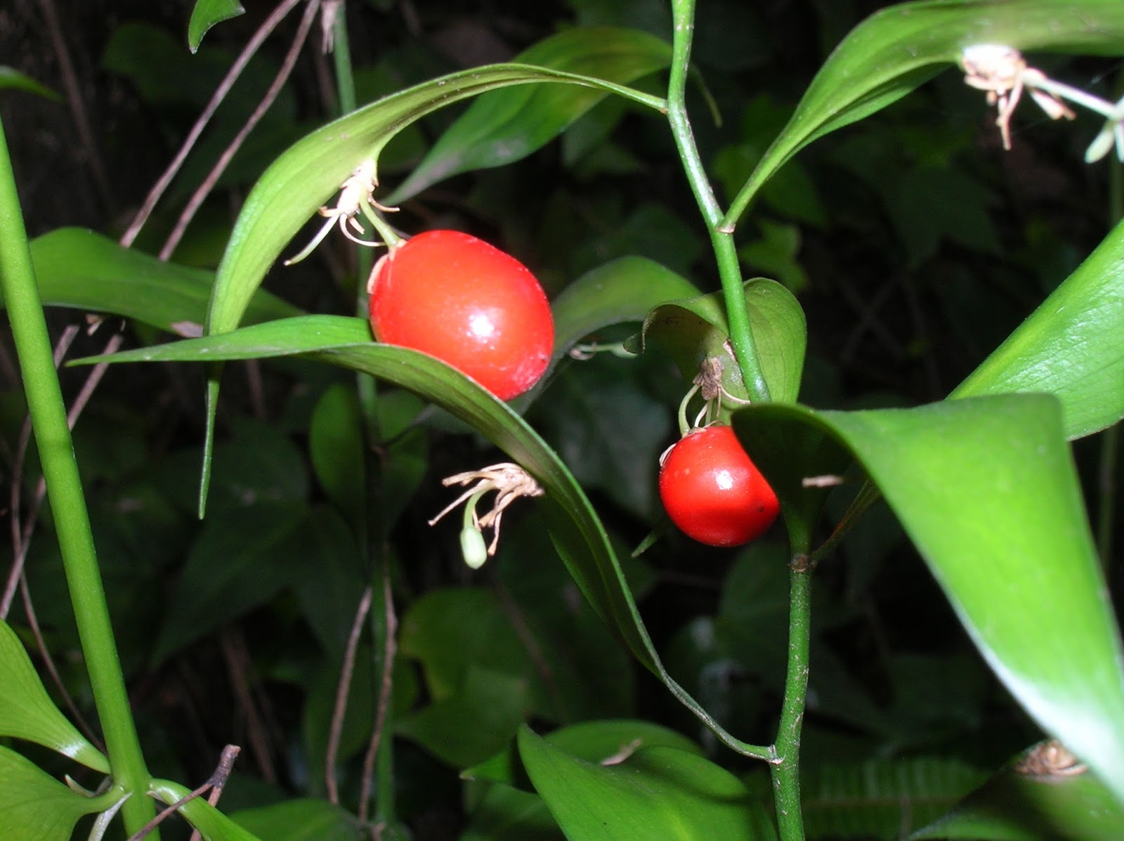 Recregarden: RUSCUS ACULEATUS