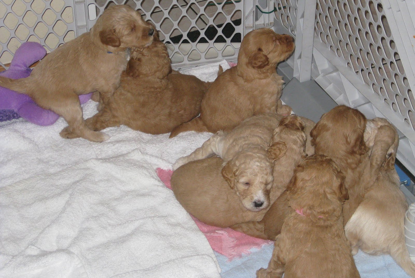 Labradoodle Puppies: Austrailian Multigen Labradoodle Puppies-Northern CA