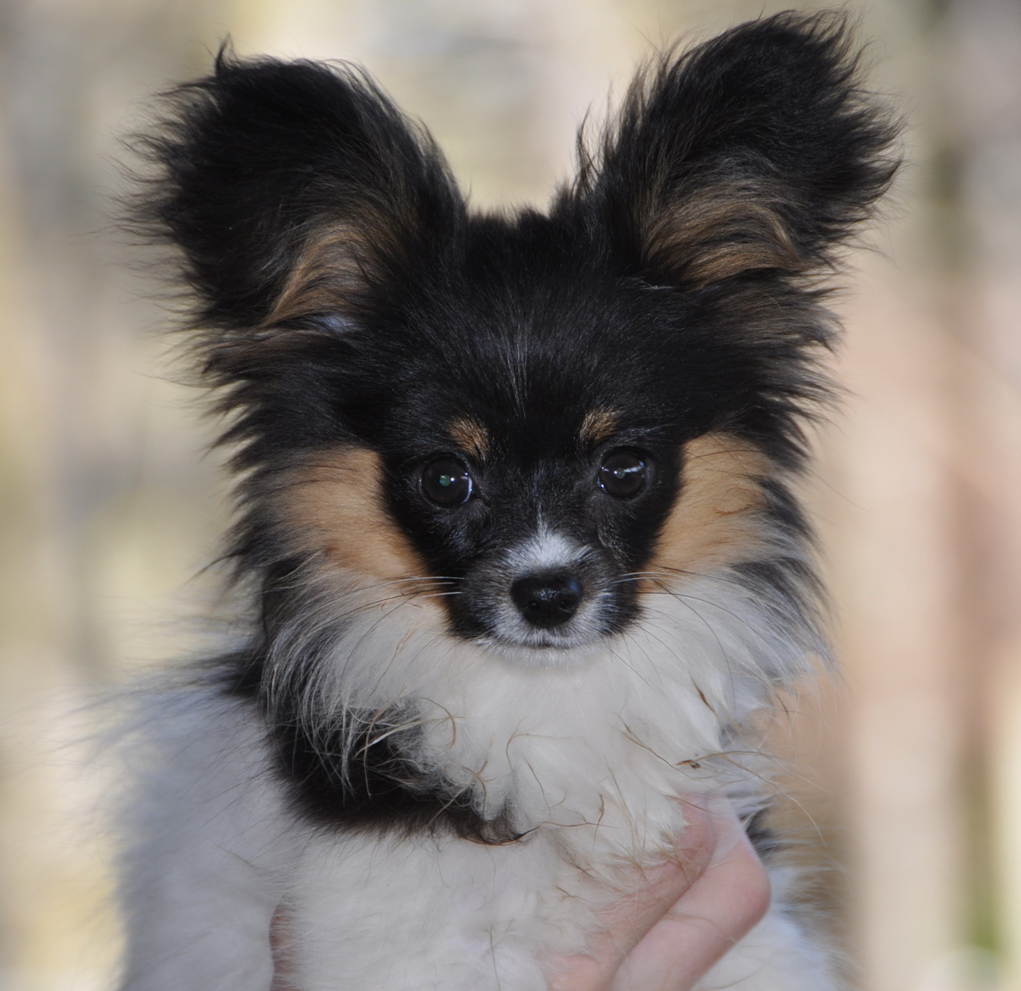 Road's End Papillons : 4 Months old Papillon Siblings