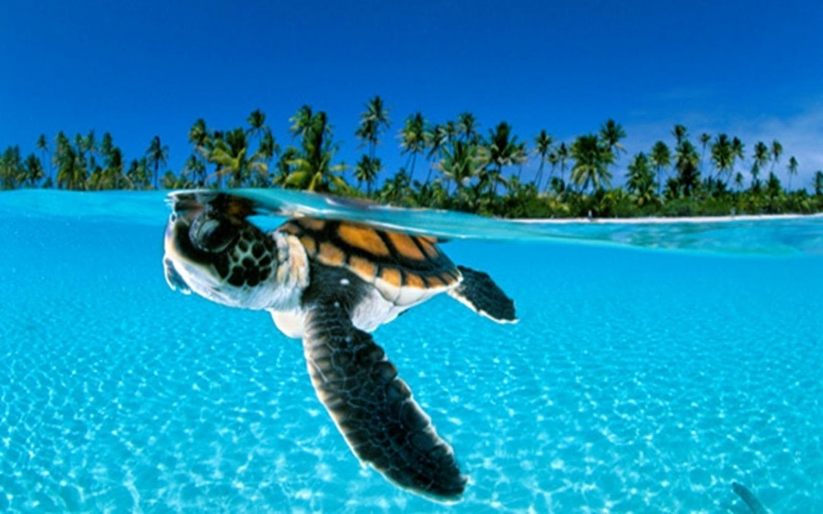 IMAGENES ANIMALES EN ALTA DEFINICION: IMAGEN TORTUGA EN EL CARIBE