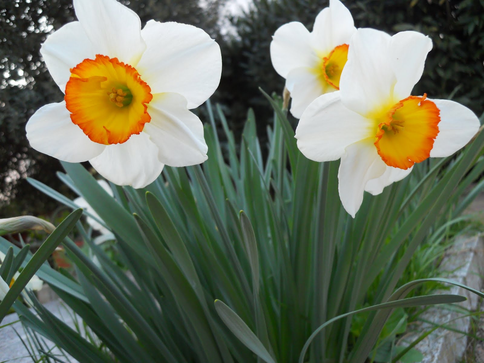 MIL FLORES DE COLORES: NARCISO