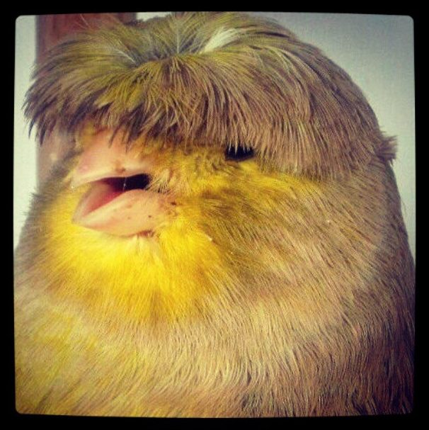 I Have Seen The Whole Of The Internet: Gloster Canary Bowlcuts