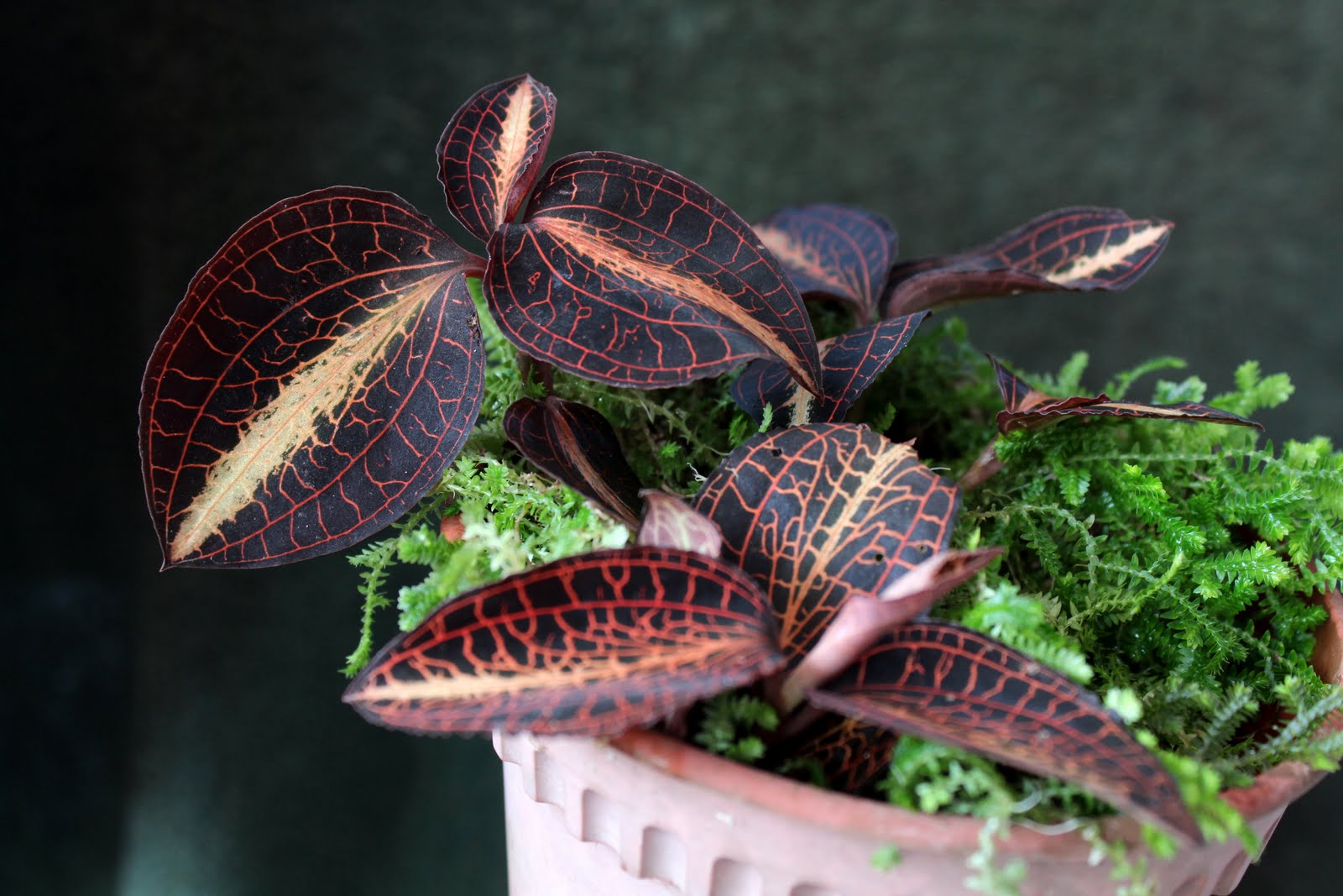 Triang Botanical Valley: Jewel Orchid 2 - Anoectochilus roxburghii ...