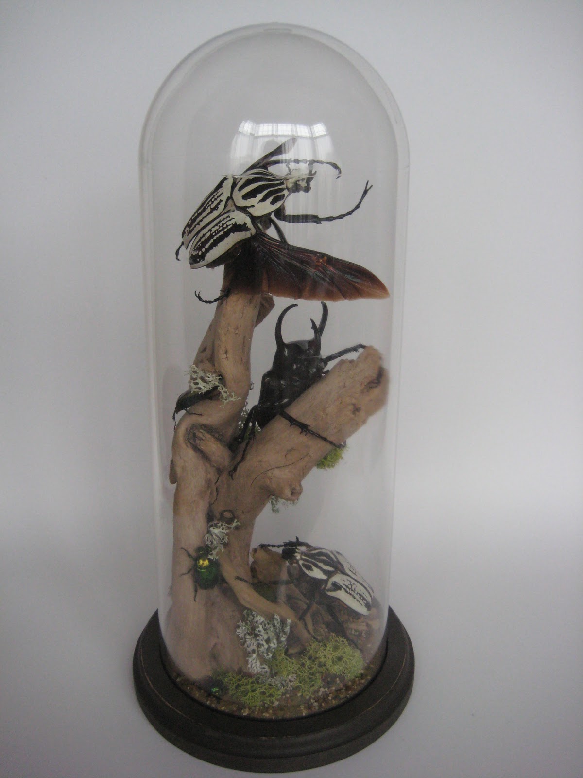 Beetles in dome | Insect taxidermy, Entomology decor, Taxidermy