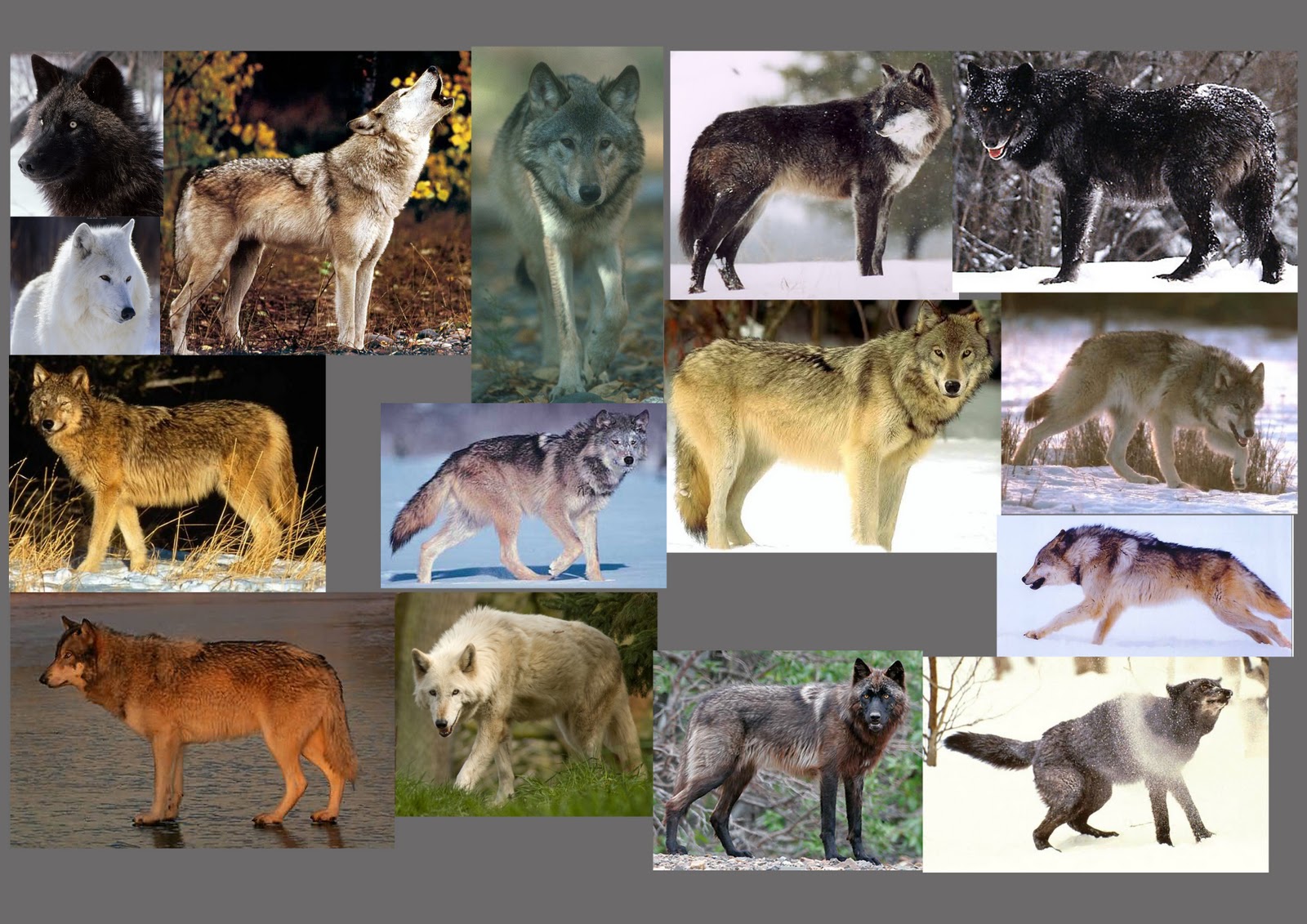 The Wolves Within: Introduction to Self Initiated Project's Idea ...