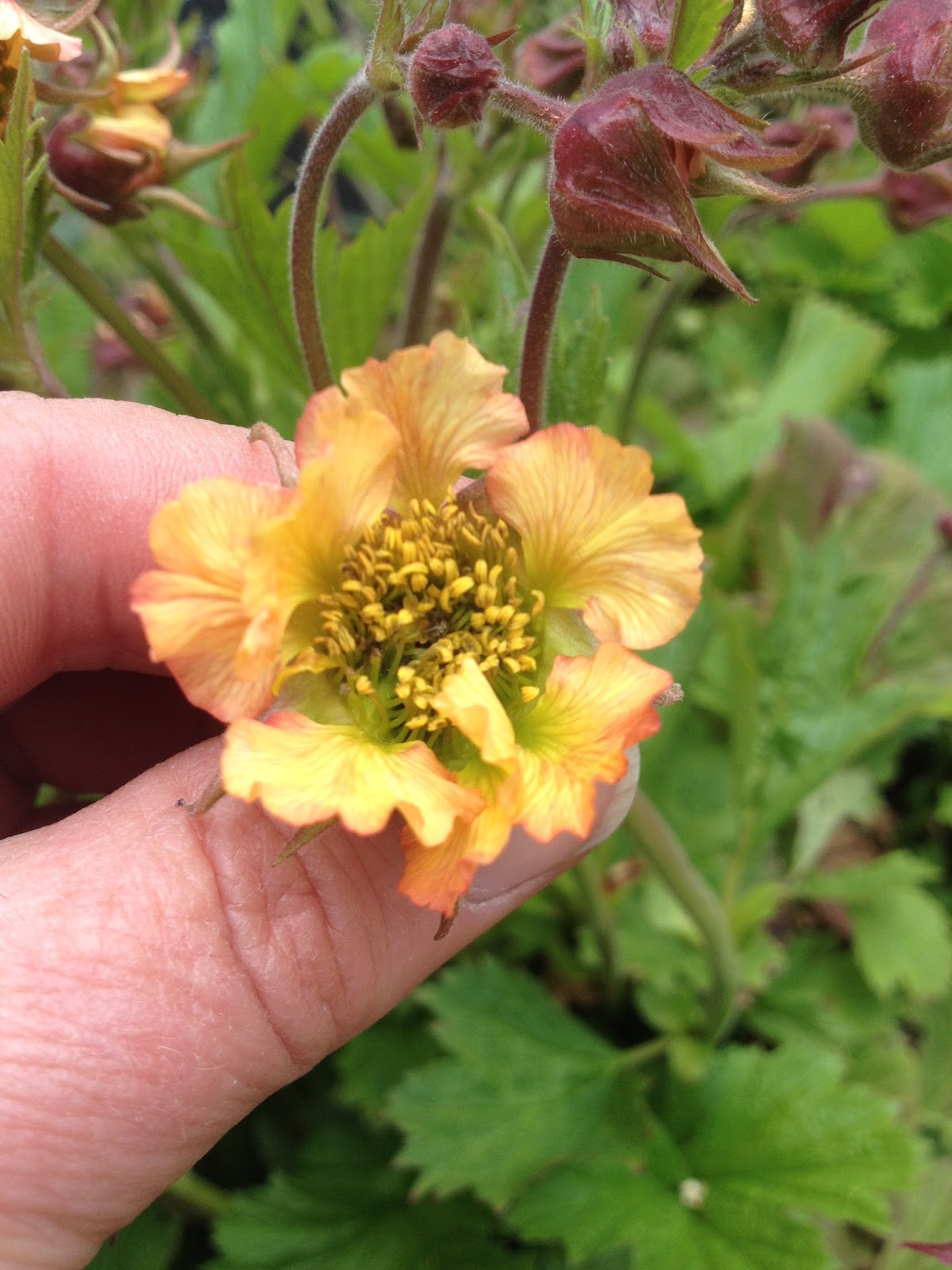 Blomstertøsens Have: Geum