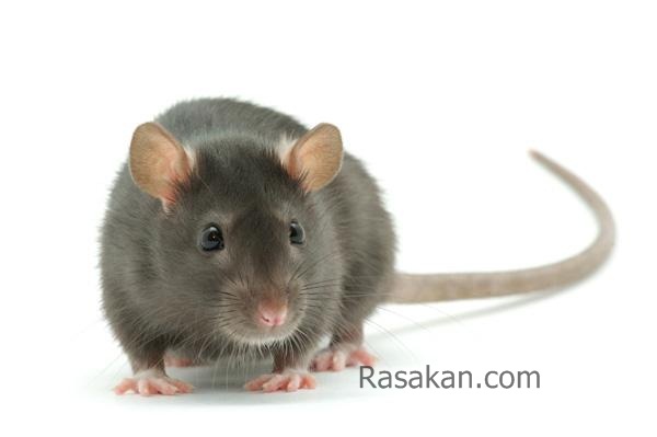 Bayi Tewas Digigit Tikus - RASAKAN