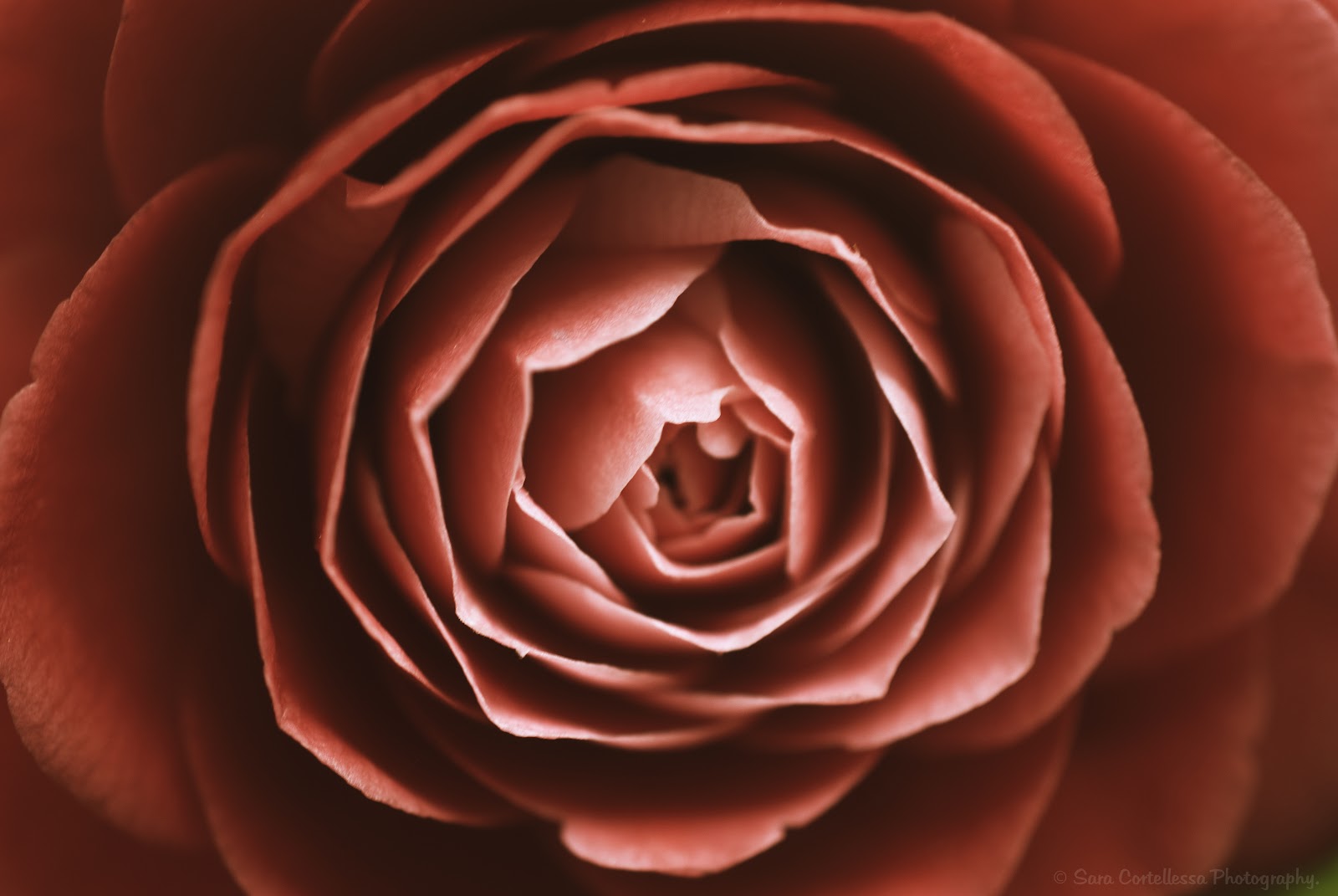 Sara Cortellessa Photography ♥