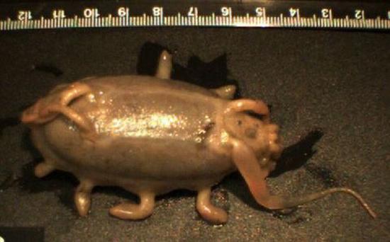 fenomena: animal sea pig