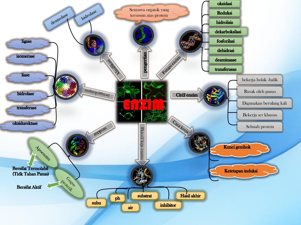 KimintekHijau.com: Biokimia Enzim