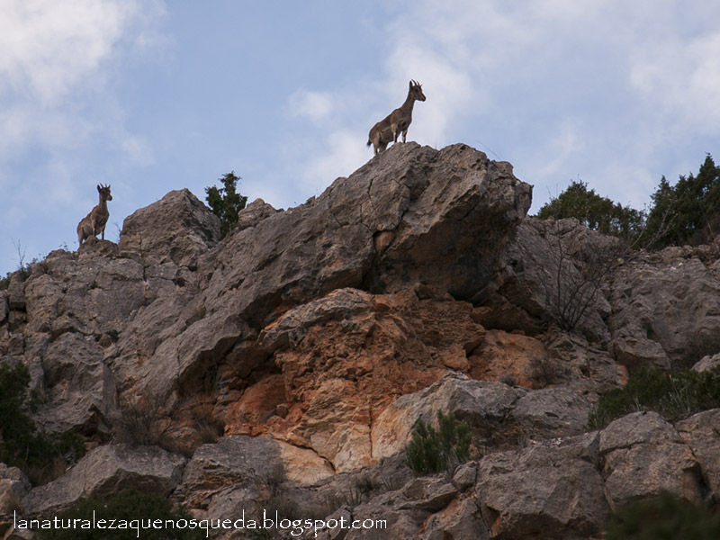La Naturaleza que nos queda: Estampas de hembras de cabra montés