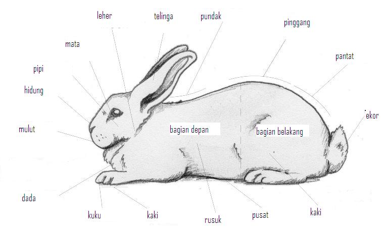 DOKTER HEWAN: anatomi tikus /klinci