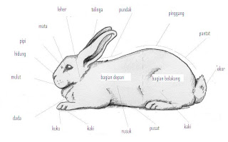 DOKTER HEWAN: anatomi tikus /klinci