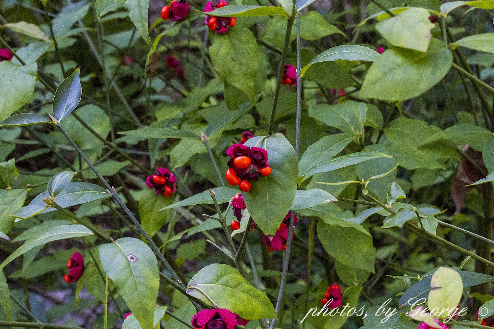 "What's Blooming Now" : September 2012