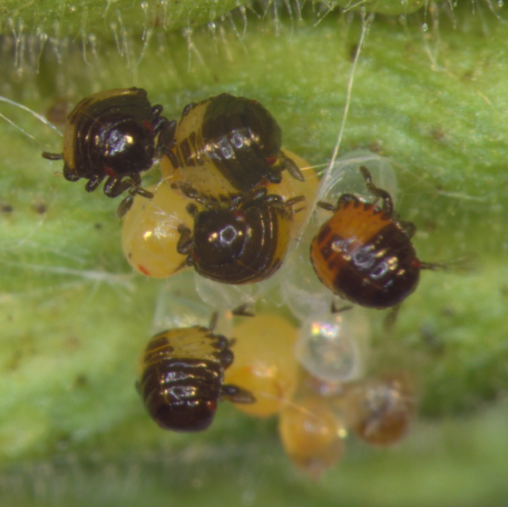 Springfield Plateau: Twice-stabbed Bug