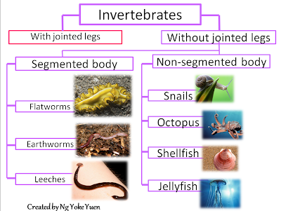 Animal's: Classification of Animals