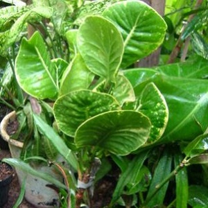 Tanaman Puring (Codiaeum variegatum) - Ganesha Flora Bali