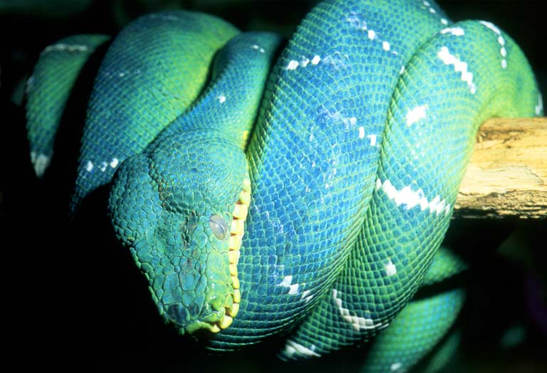 Most Amazing: Emerald Tree Boa Most Beautiful Snake