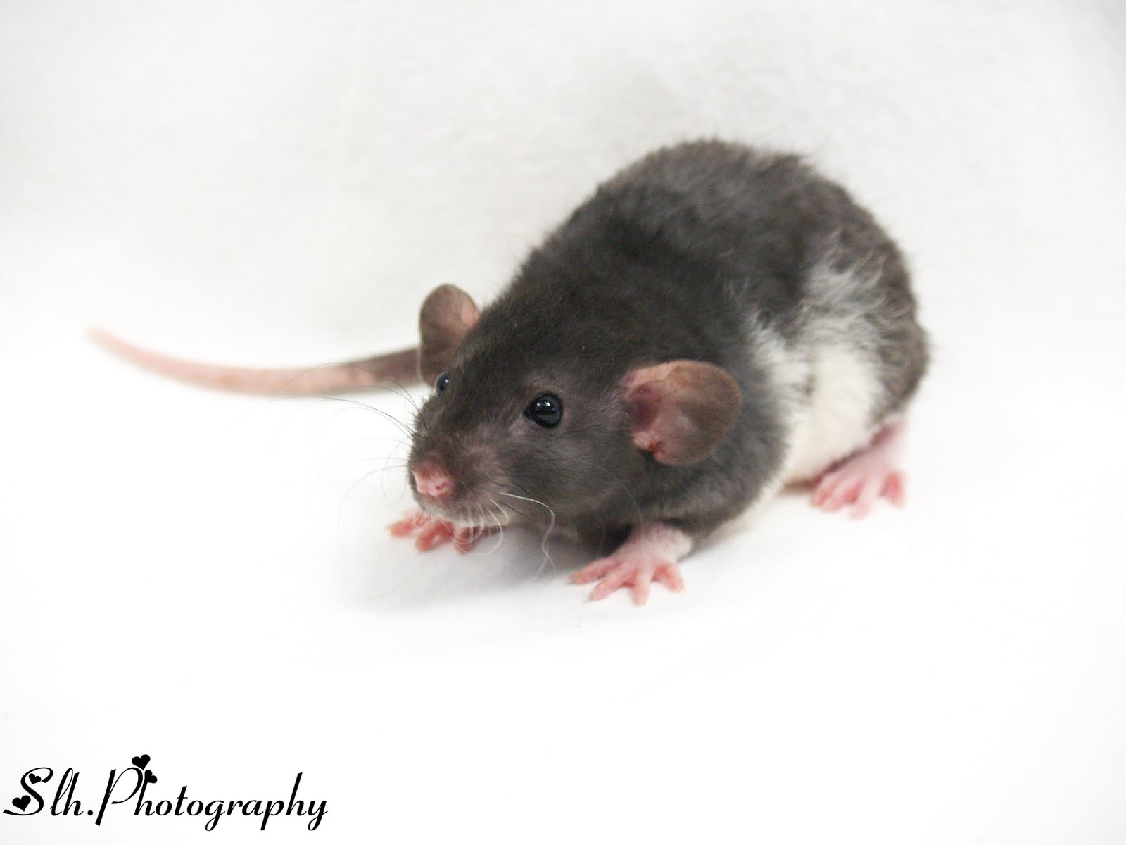 SLH Photography & Design: Ratties!