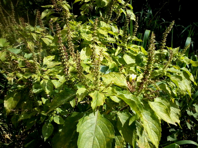 Clove Basil or Wild Tulsi - Maduru Tala | SL Flora