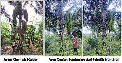 kebun aren: Pilih mana Aren Genjah atau Aren Dalam?