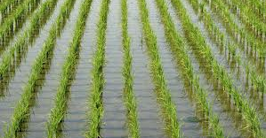 motherkerala.com: Why parboiled rice or brown rice is good?