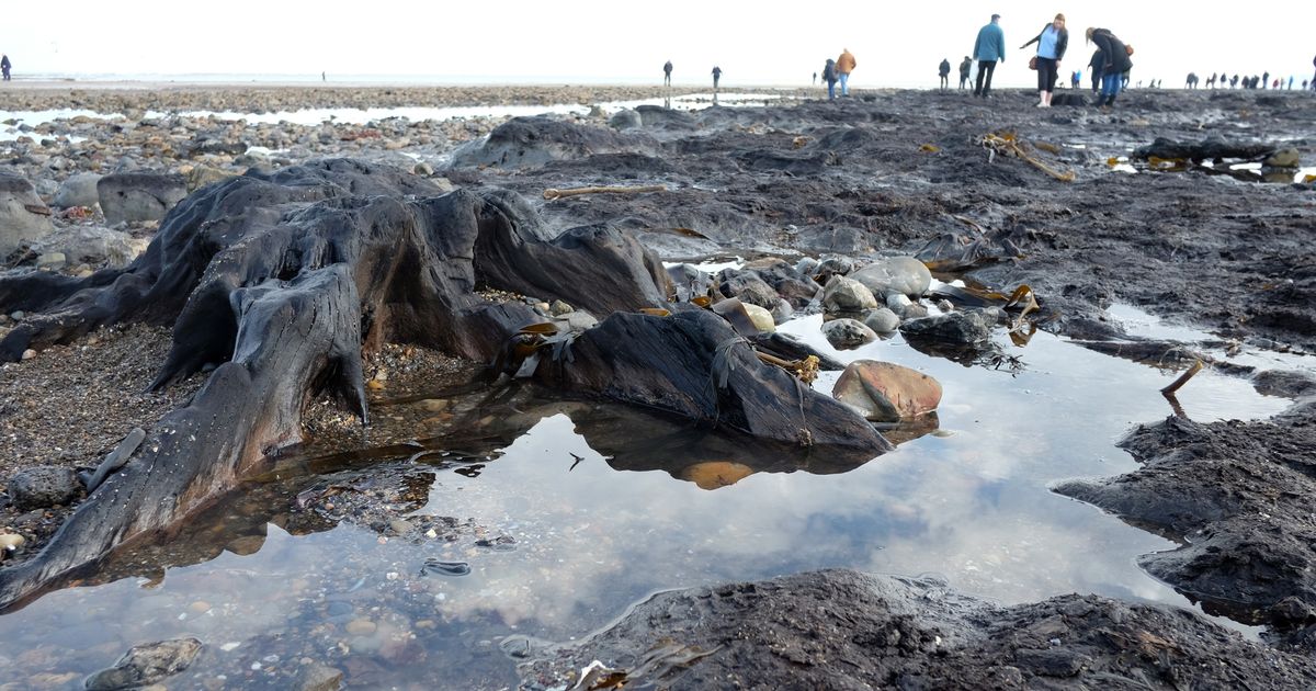 HISTORY OF A BECK: Clevelands Prehistoric forest uncovered on the coast ...