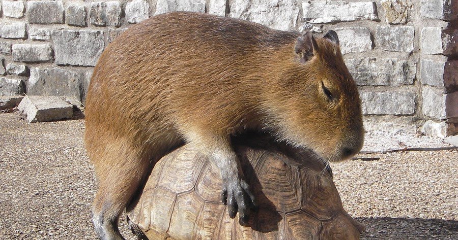 Can you have a Capybara as a Pet? | our-animals