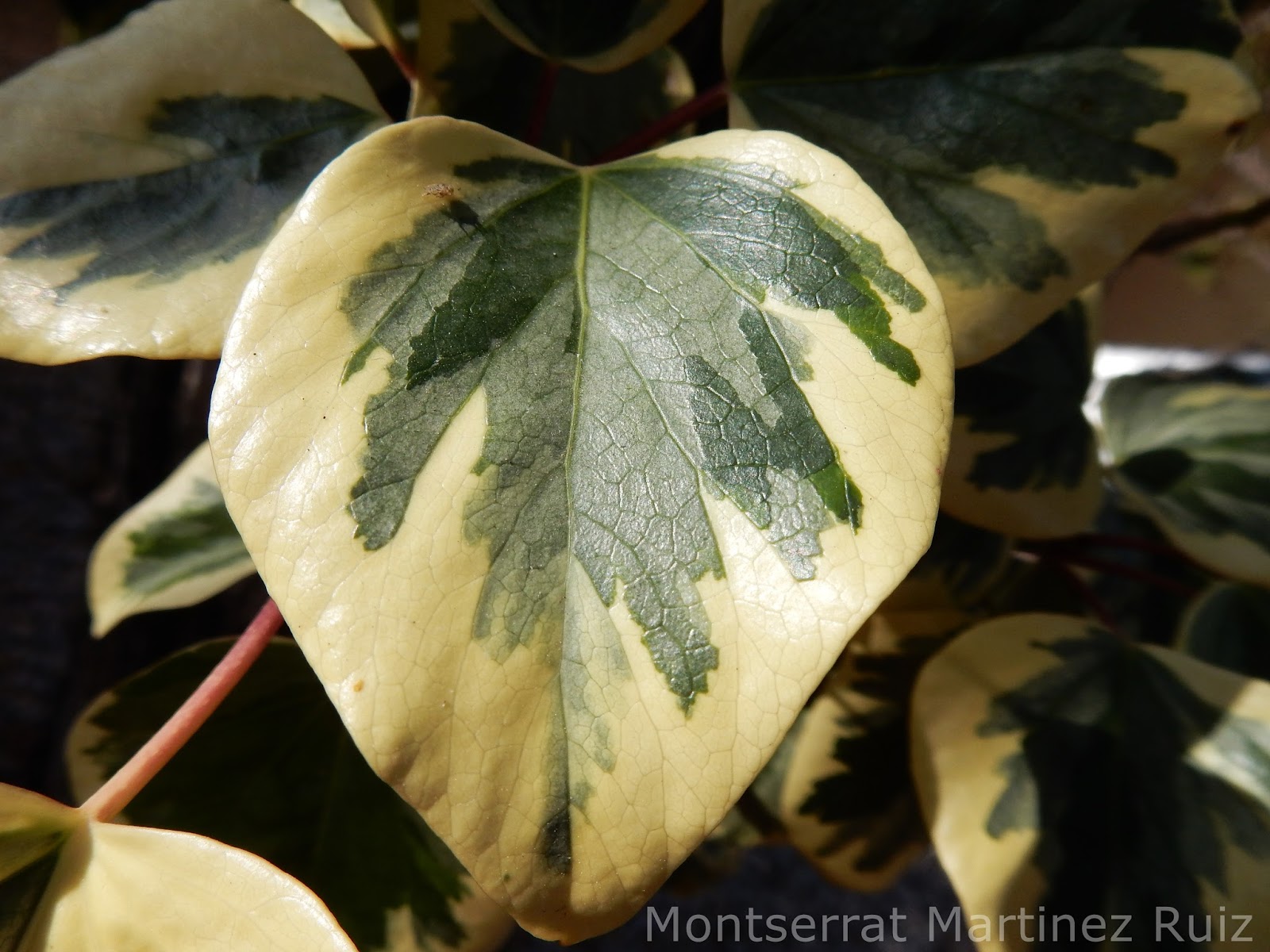 Plantas de hojas variegadas - BOTÀNIC SERRAT