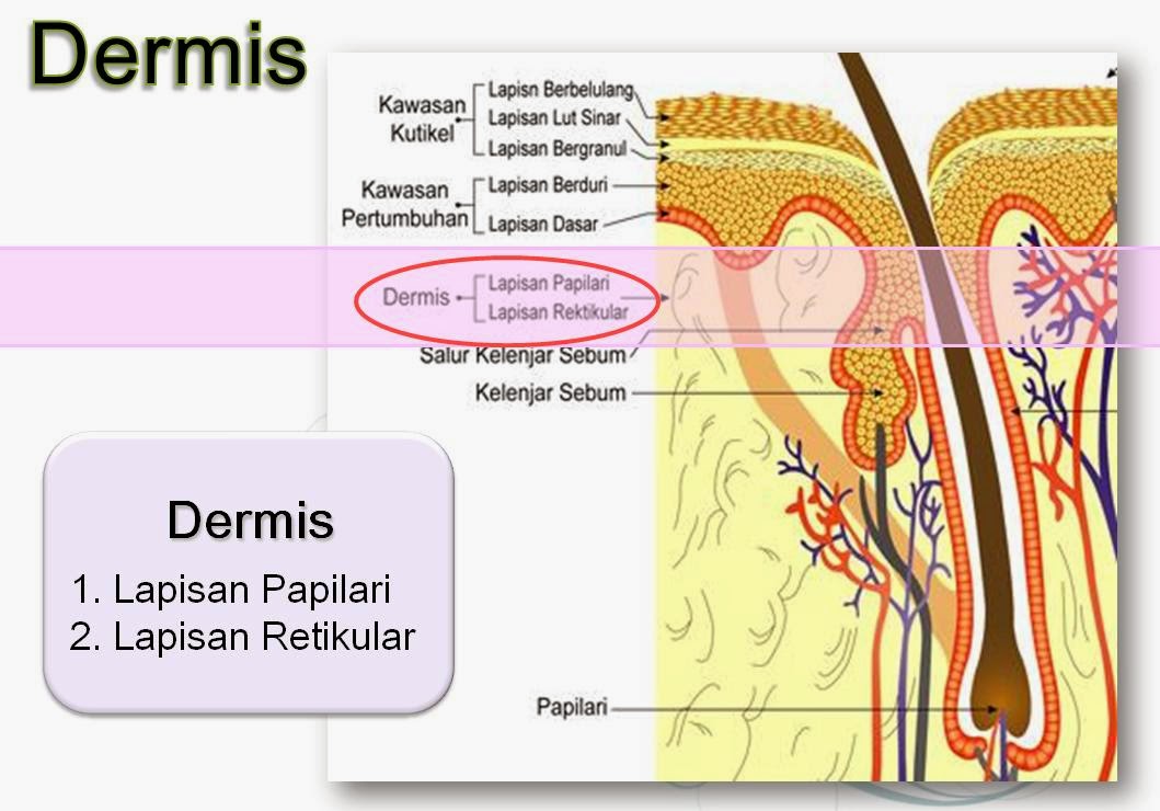 Struktur Kulit dan Fungsinya - Biologi Edukasi: Belajar Sains Biologi