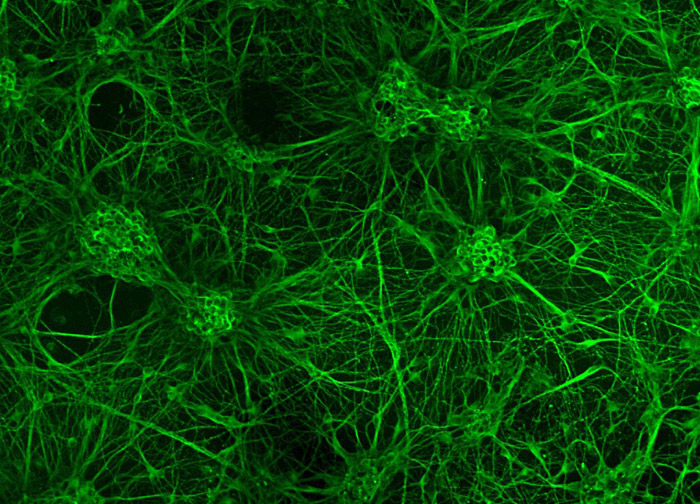 Photomicrography can also be an art！顯微鏡攝影: Olympus 顯微攝影大賽