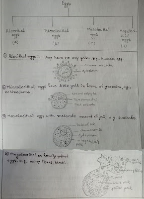 Types Of Eggs In Zoology - Alecithal , Mesolecithal , Megalecithal