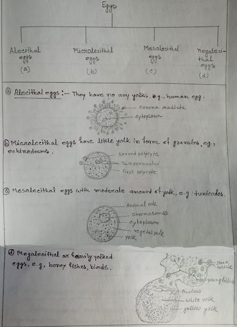 Types of Eggs of Animals in Zoology (Embryology ) | Biology Blog