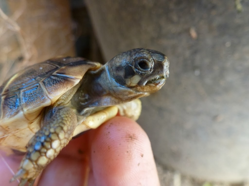 Clemmys guttata: la tortuga moteada: Crecimiento