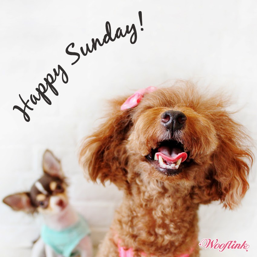 WOOFLINK - Hip designer dog clothes: HAPPY SUNDAY ♥