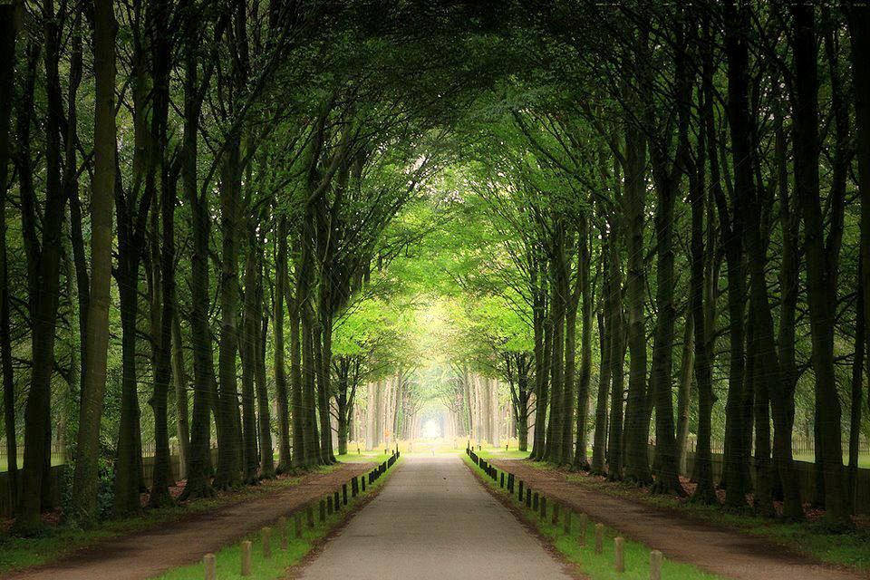 Keindahan Pepohon Sepanjang Jalan... - Relaks Minda