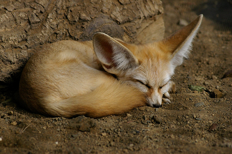 White Wolf : Meet The Pretty Little Animal With The World's Greatest Ears