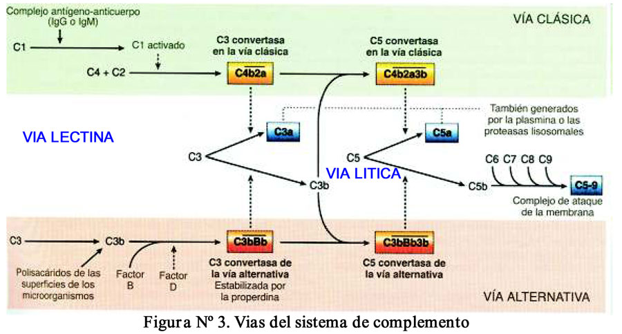 Sistema del Complemento