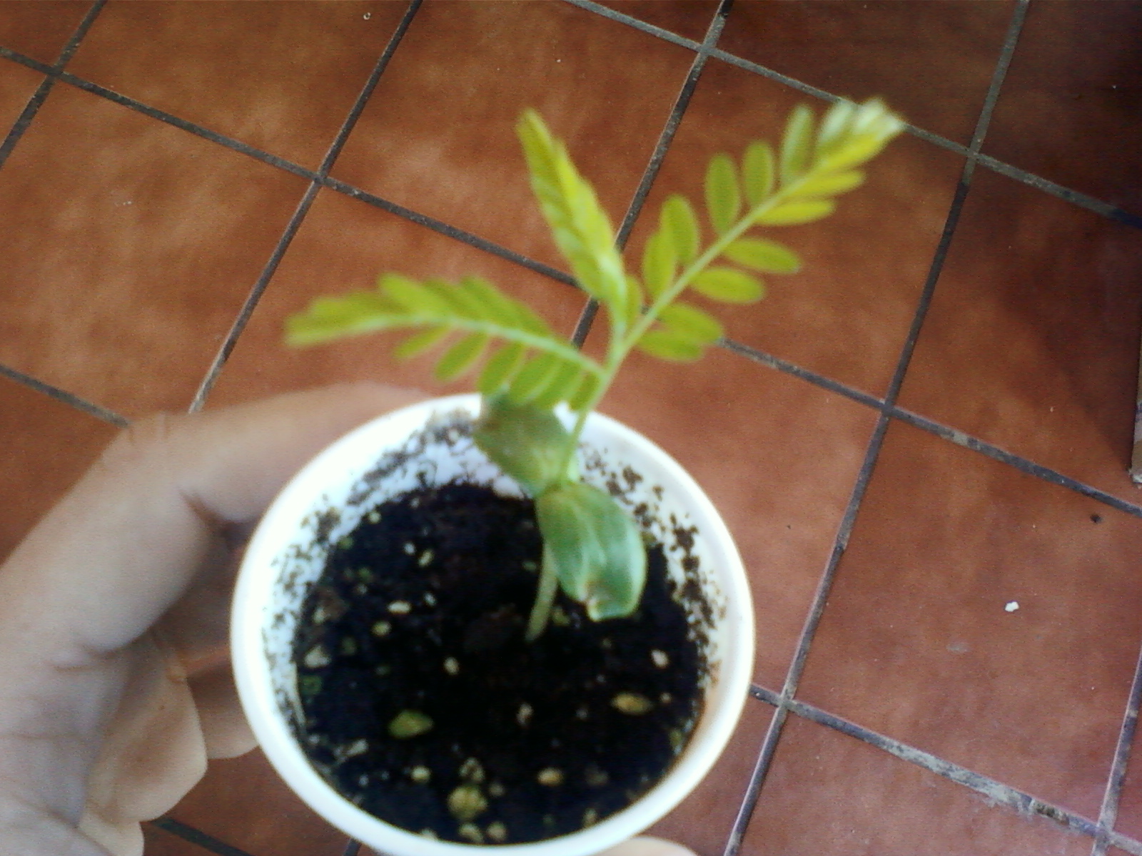 el jardin de mi aficion a las plantas: PROCESO DE GERMINACION DE ...